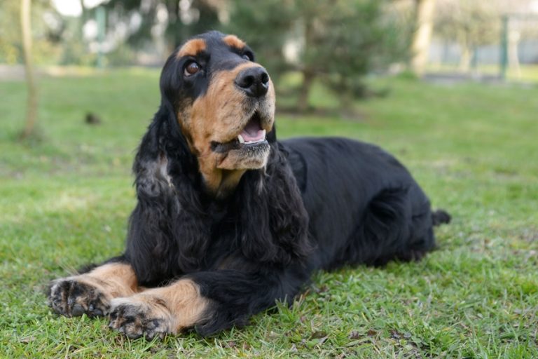 Dla kogo cocker spaniel będzie dobrym psem? - Blue Valley of dogs