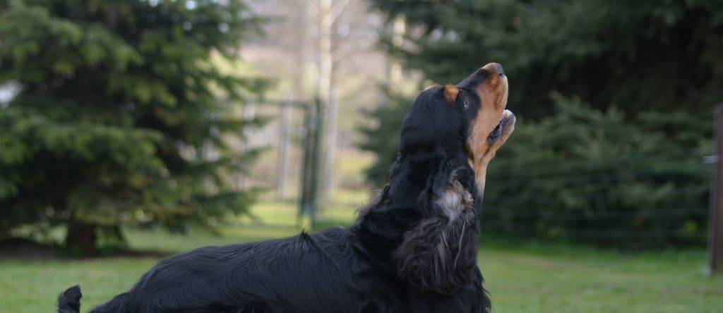 Dla kogo cocker spaniel będzie dobrym psem? - Blue Valley of dogs