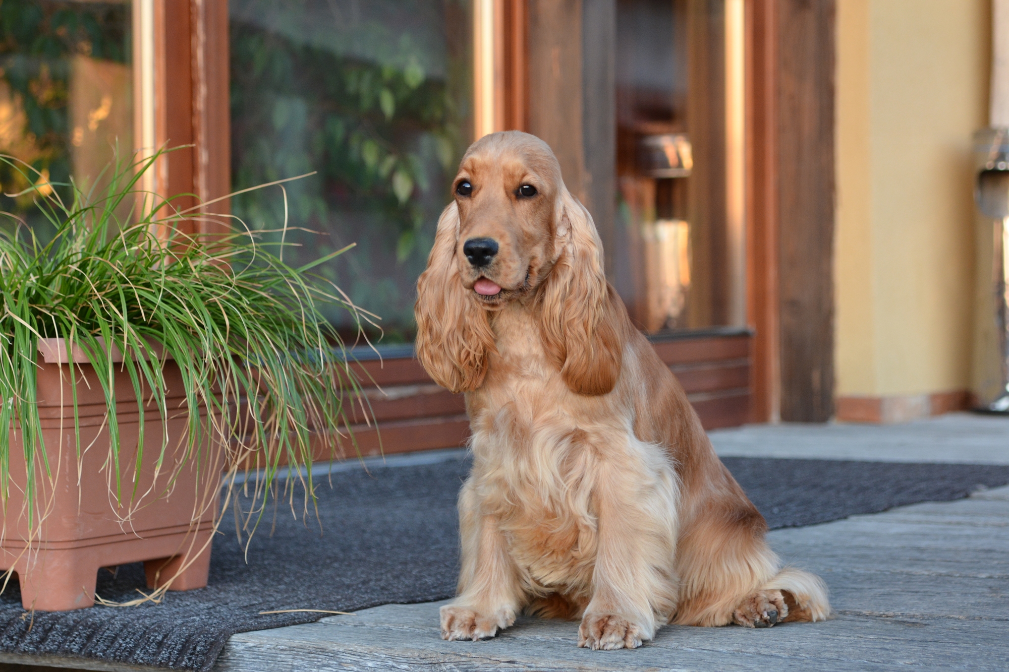 Jak czesać cocker spaniela w domu? - Blue Valley of dogs